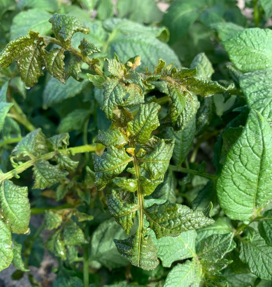 Topic Tuesday: Broad Mites - UF/IFAS Extension Suwannee County