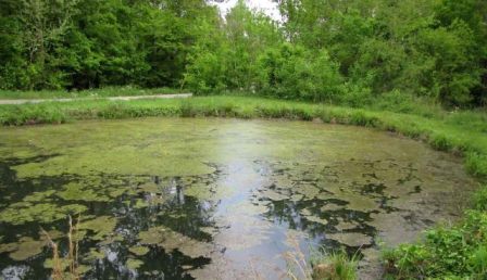 Beneficial Algae or Unsightly Pond Scum? - UF/IFAS Extension Suwannee ...