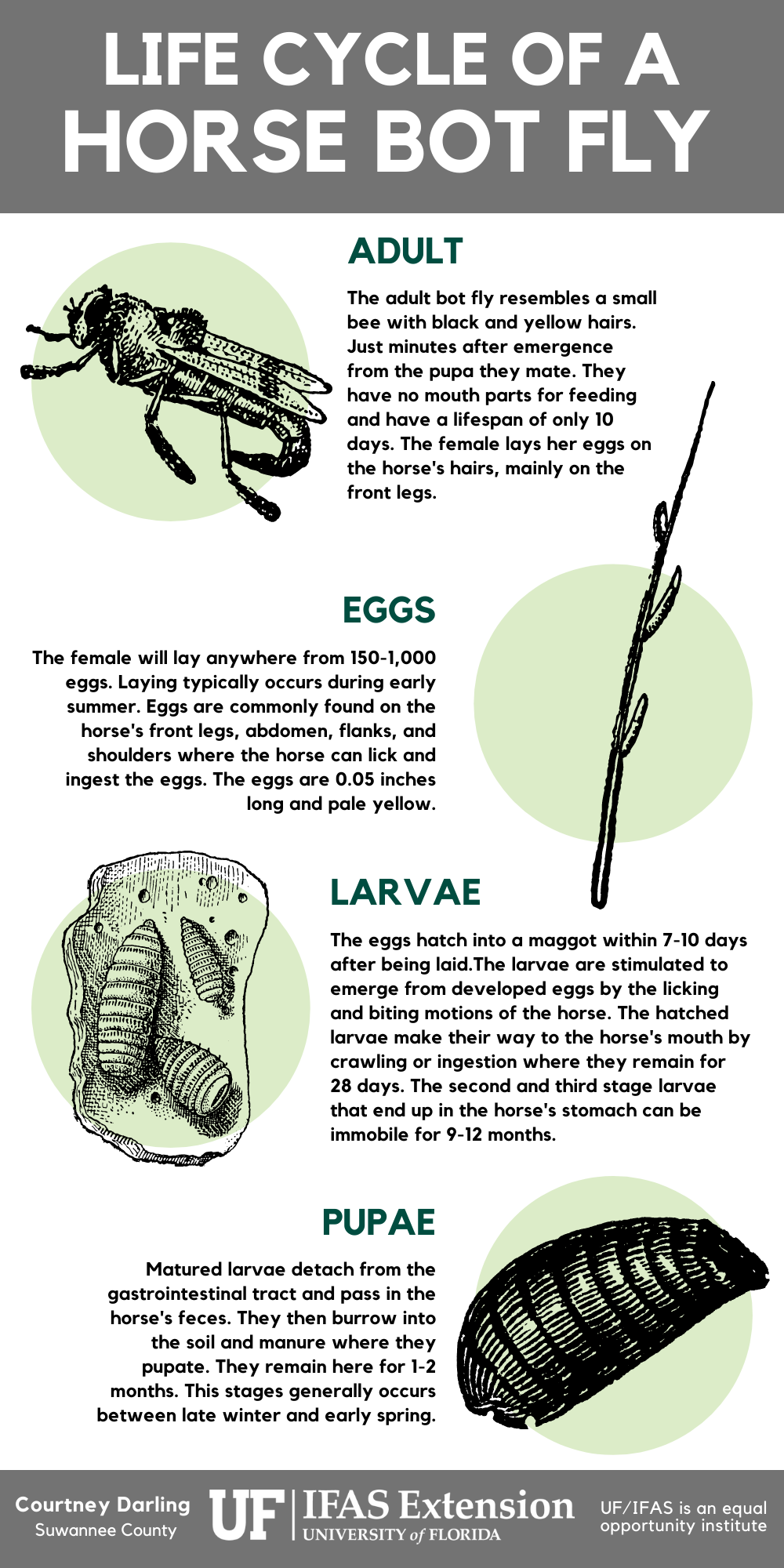 It’s a Bee…It’s a Fly… It’s Stomach Bots! – UF/IFAS Extension Suwannee ...