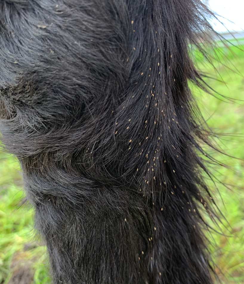 It’s a Bee…It’s a Fly… It’s Stomach Bots! – UF/IFAS Extension Suwannee ...