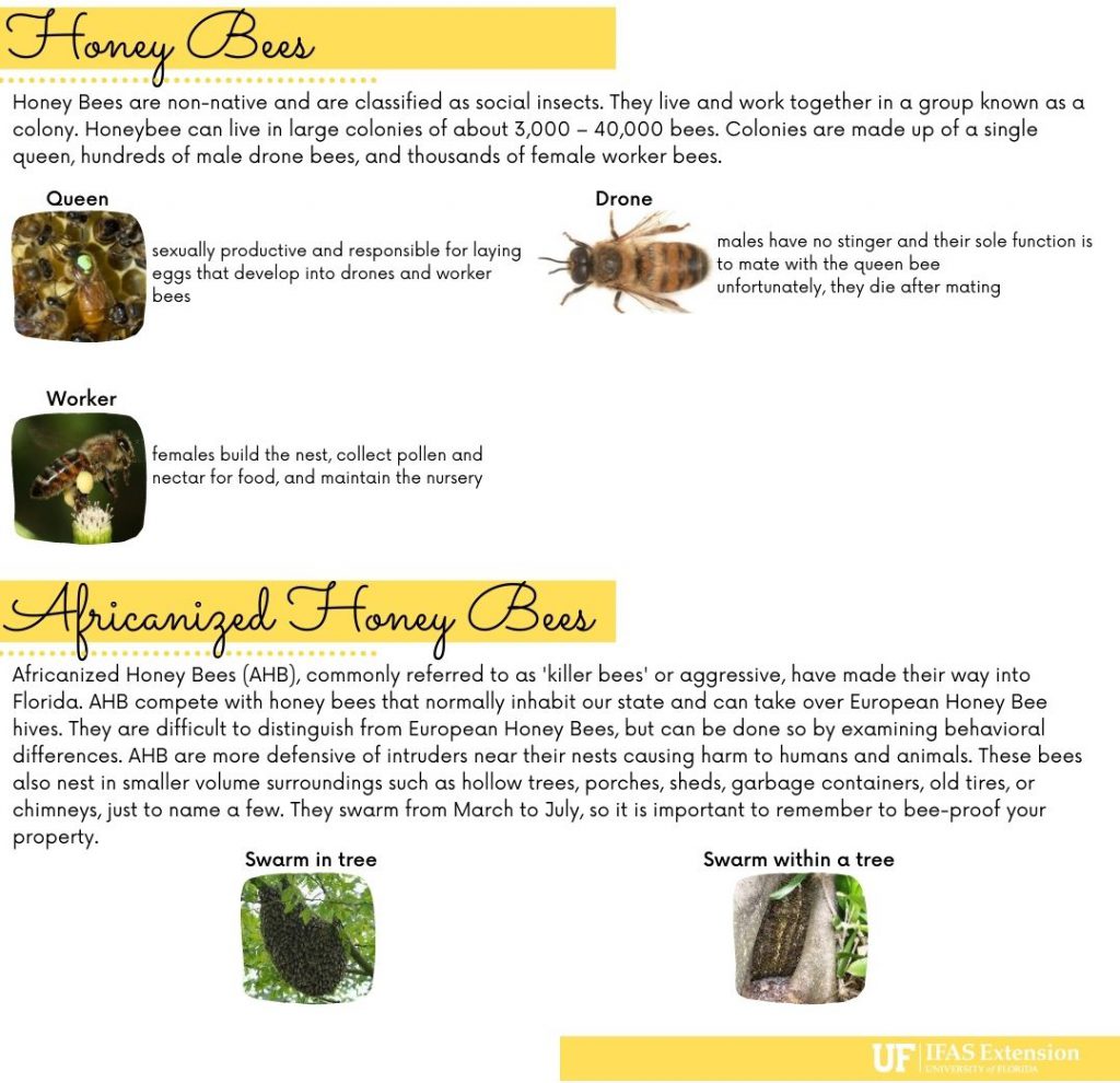 Topic Tuesday: Types of Bees - UF/IFAS Extension Suwannee County