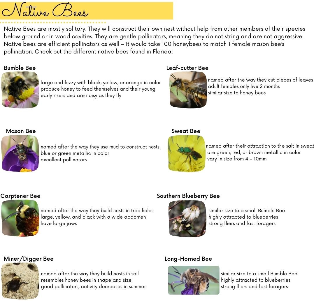 Topic Tuesday: Types of Bees - UF/IFAS Extension Suwannee County