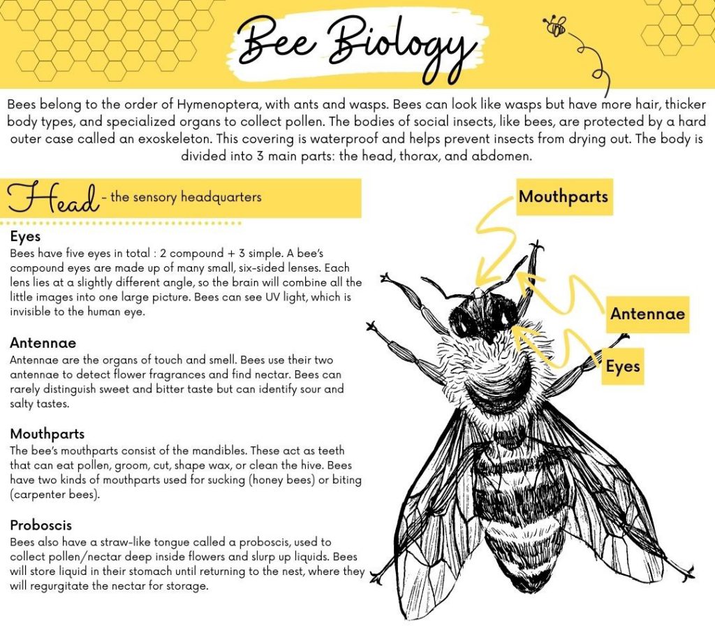 Topic Tuesday: Bee Biology - UF/IFAS Extension Suwannee County