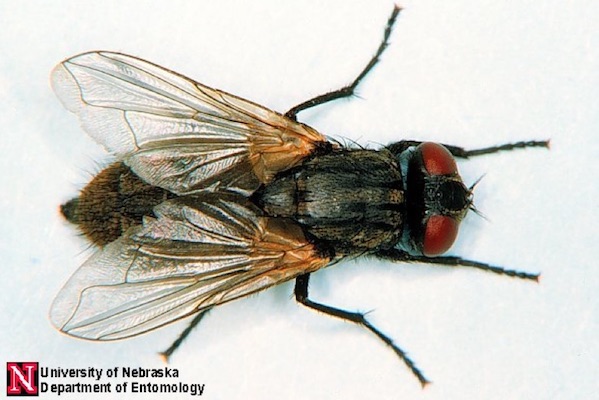 What Flies Are Irritating Your Horses? - UF/IFAS Extension Suwannee County
