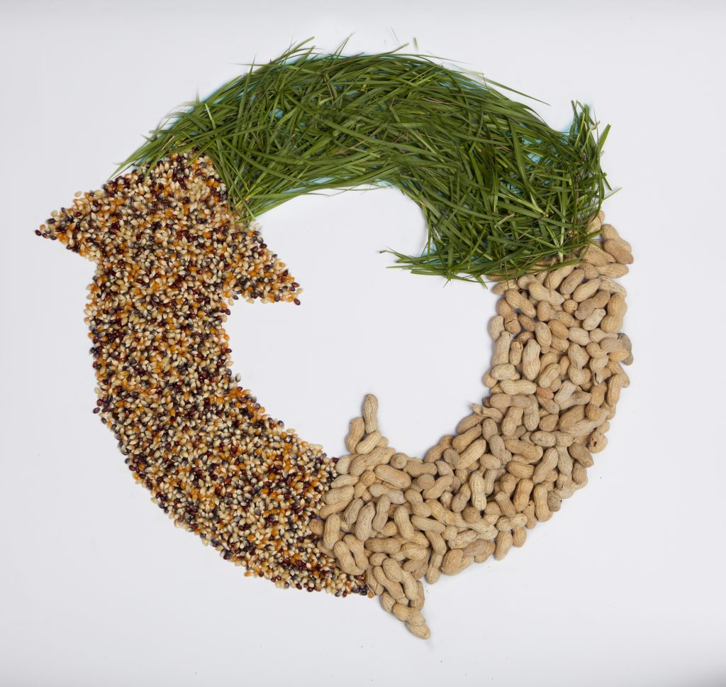 Sod-Based Rotation the Next Big Revolution in Farming - UF/IFAS ...