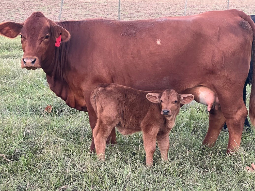 The History of the Florida Cattle Industry - UF/IFAS Extension Suwannee ...