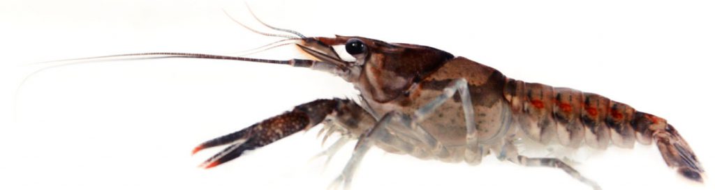 Not acting like themselves: Antidepressants in environment alter ...