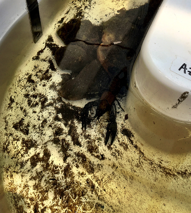 Not acting like themselves: Antidepressants in environment alter ...