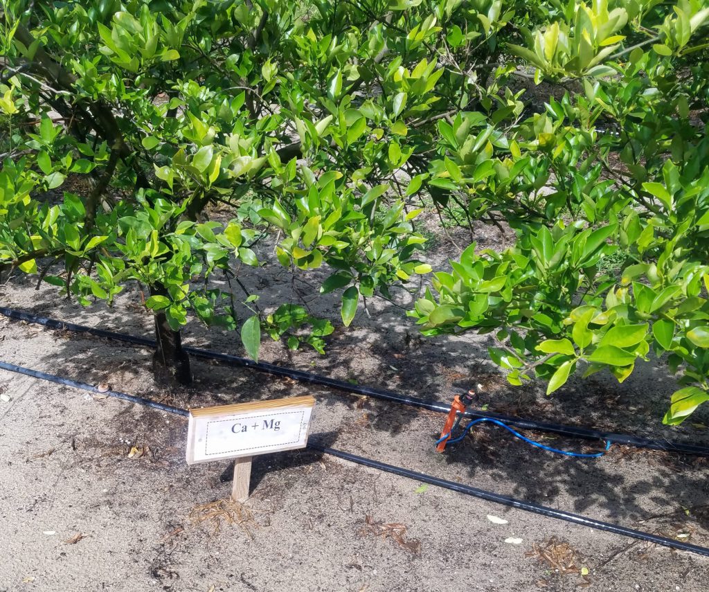 Study examines nutrient interactions and impact on HLB-affected citrus ...