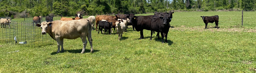 Soil, Water, and Ecosystem Sciences - UF/IFAS Department of Soil, Water ...