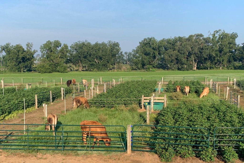 Researchers to examine how integrated crop-livestock systems can ...