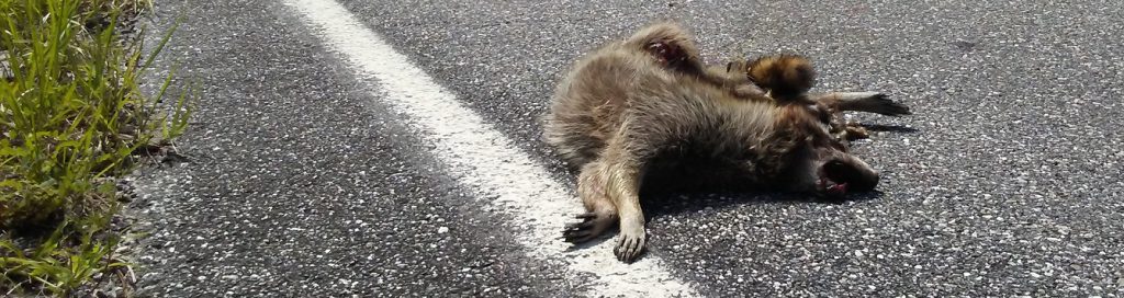 Wildlife hit on the Roads - UF/IFAS Extension Taylor County