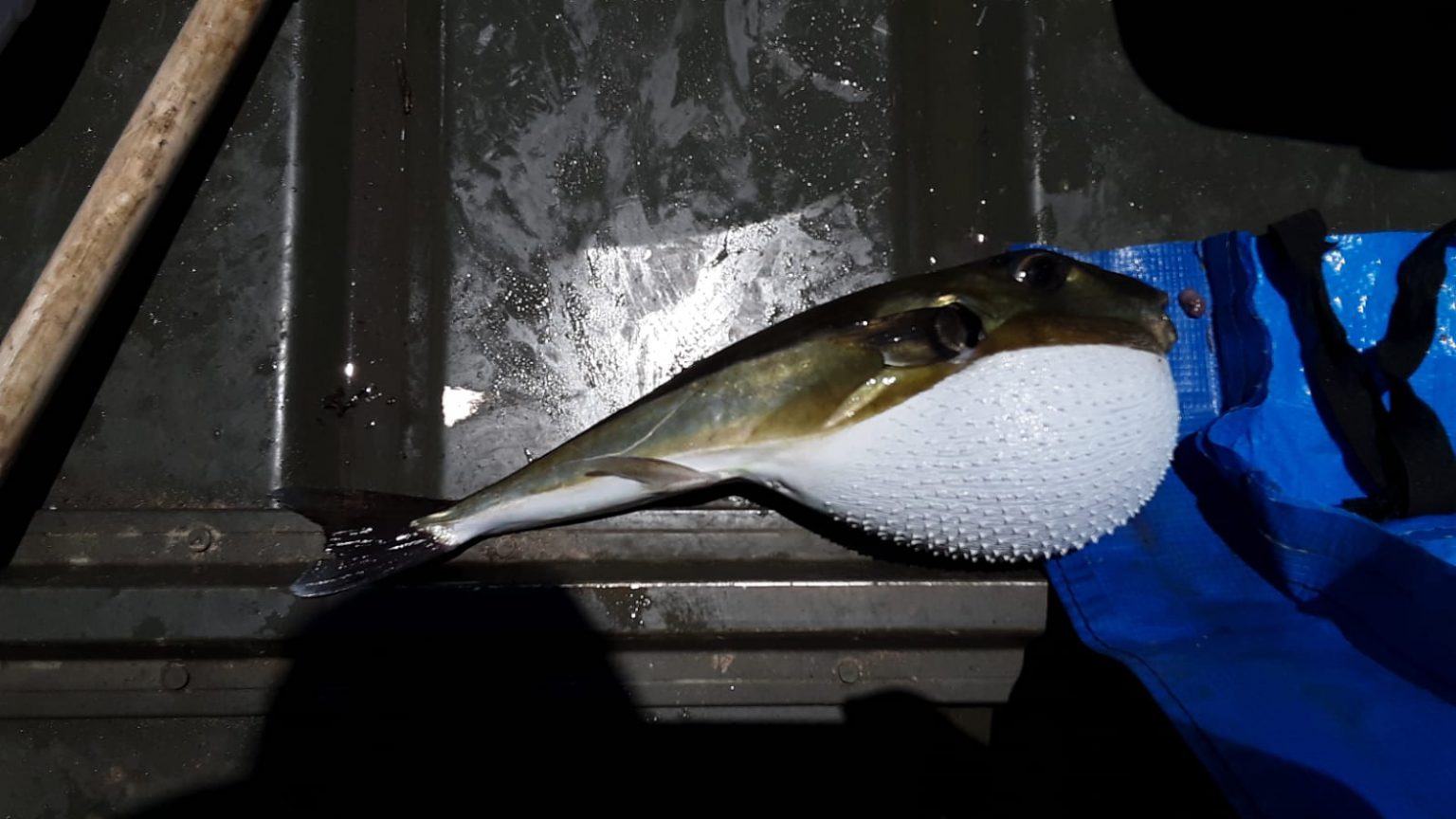 What is the Deal with the Puffer Fish? - UF/IFAS Extension Taylor County