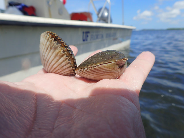 Ready for Scallop Season? Take Your Marks, Get Set, GO!!! - UF/IFAS ...