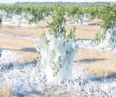 What happened at the Cold Tolerant Citrus Production Workshop - UF/IFAS ...