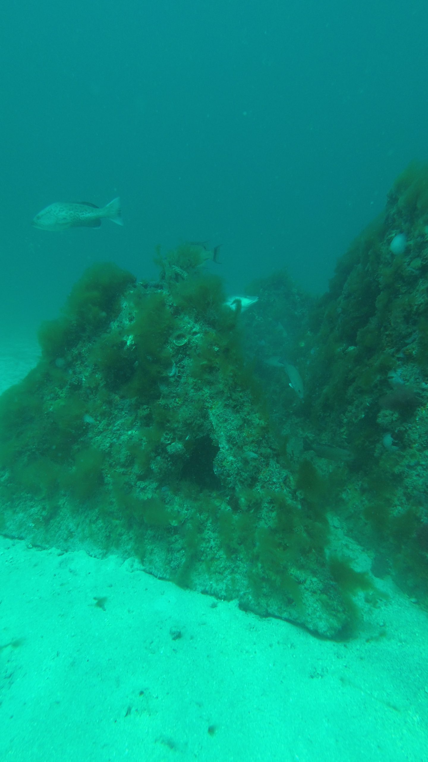 Unveiling the Hidden Wonders - UF/IFAS Extension Taylor County