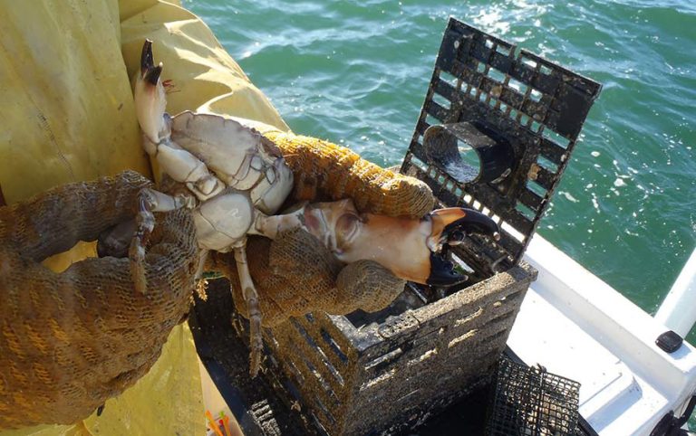 Exploring the Stone Crab Fishing Tradition - UF/IFAS Extension Taylor ...