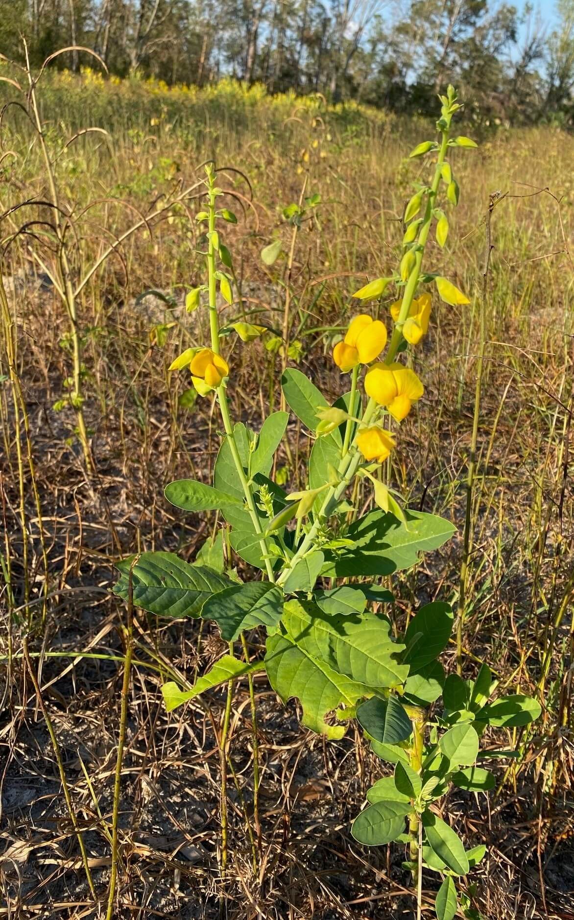 Know the Toxic Weed, Rattlebox Plant - UF/IFAS Extension Taylor County