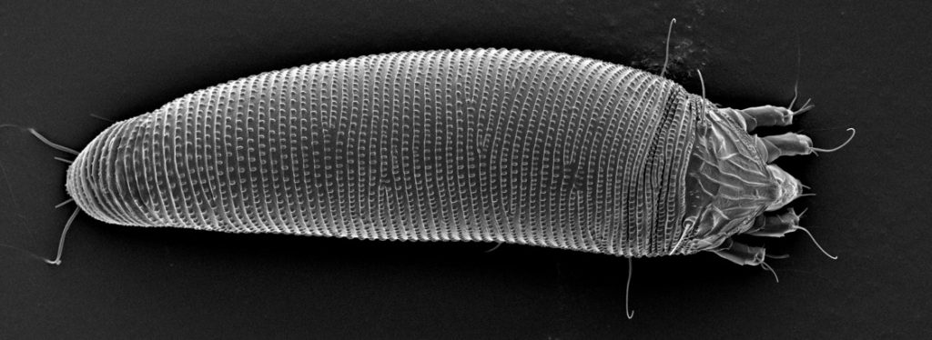 New Serious Pest of Lychee Trees Found in Florida - UF/IFAS Tropical ...