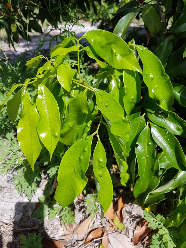 New Serious Pest of Lychee Trees Found in Florida - UF/IFAS Tropical ...
