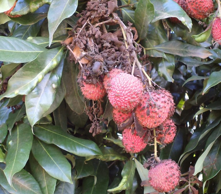 New Serious Pest of Lychee Trees Found in Florida - UF/IFAS Tropical ...