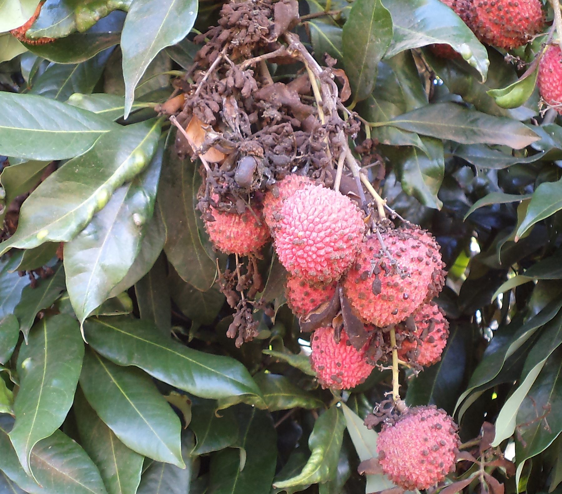 New Serious Pest of Lychee Trees Found in Florida - UF/IFAS Tropical ...