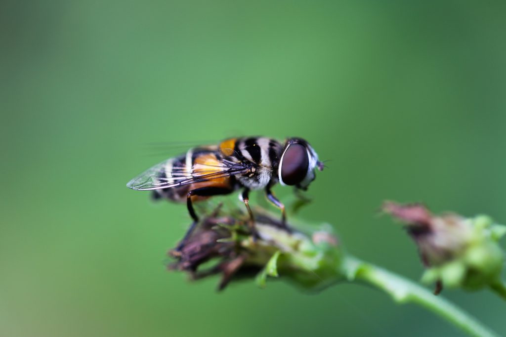 Mango Pollination - UF/IFAS Tropical Research and Education Center