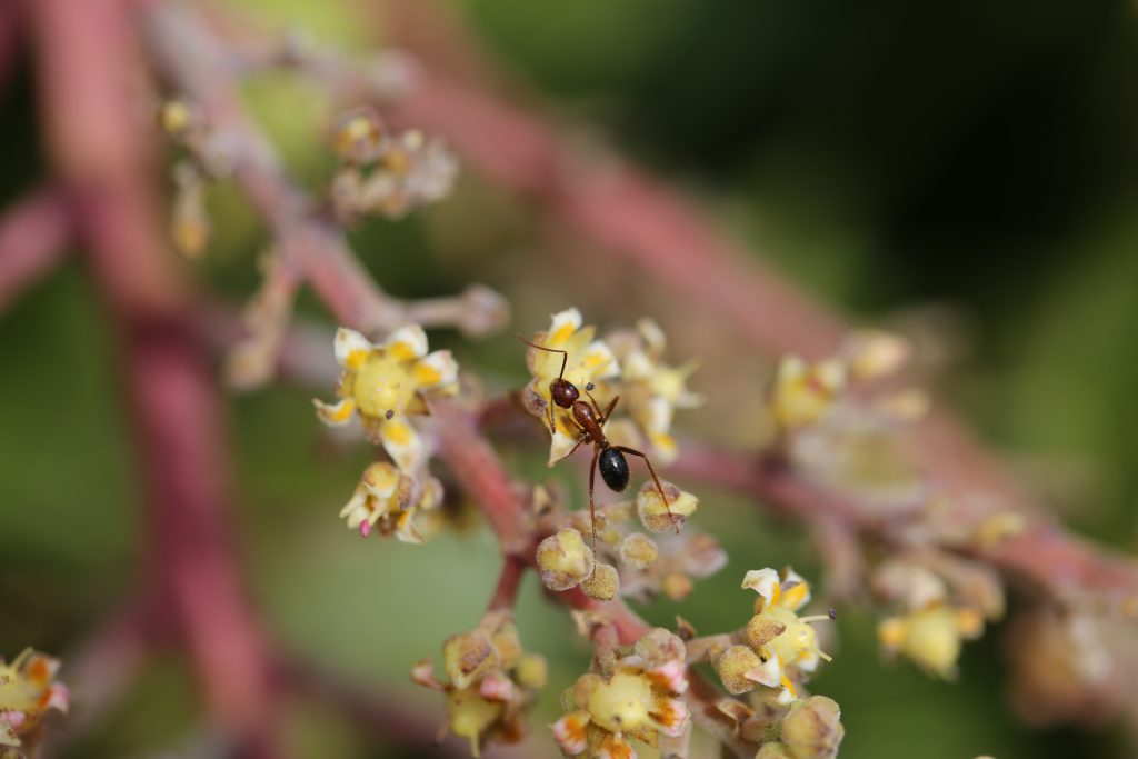 Mango Pollination - UF/IFAS Tropical Research and Education Center