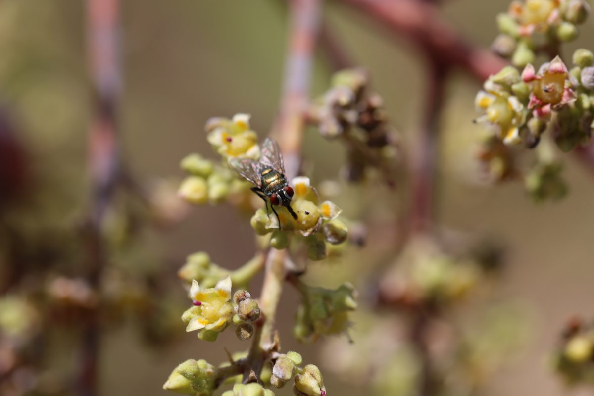 Mango Pollination - UF/IFAS Tropical Research and Education Center