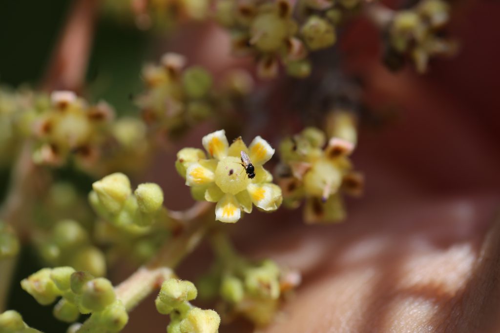 Mango Pollination - UF/IFAS Tropical Research and Education Center