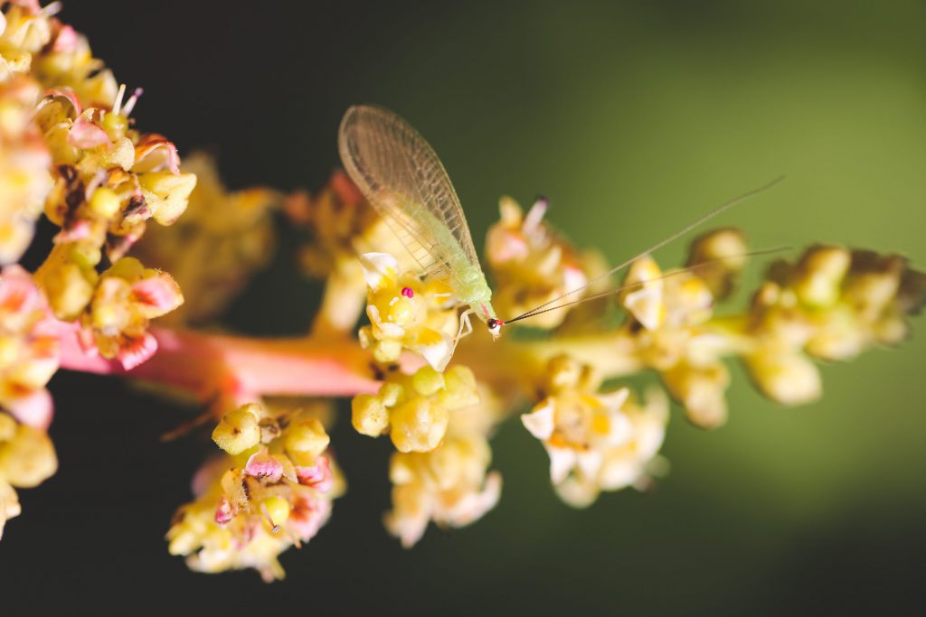 Mango Pollination - UF/IFAS Tropical Research and Education Center