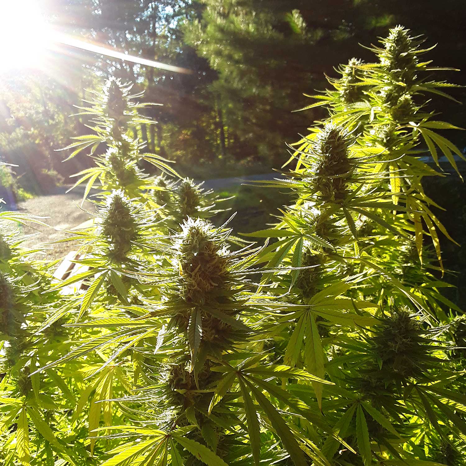 A Conservationist’s Insight to Hemp: Why Grow Hemp Organically - UF ...