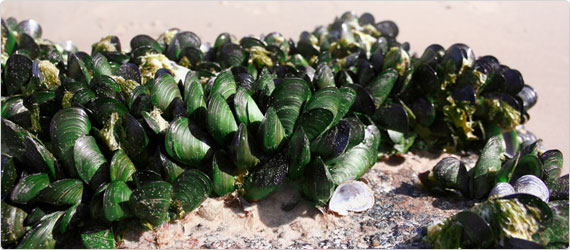 Invasive Species: Asian Green Mussels - UF/IFAS Extension Union County