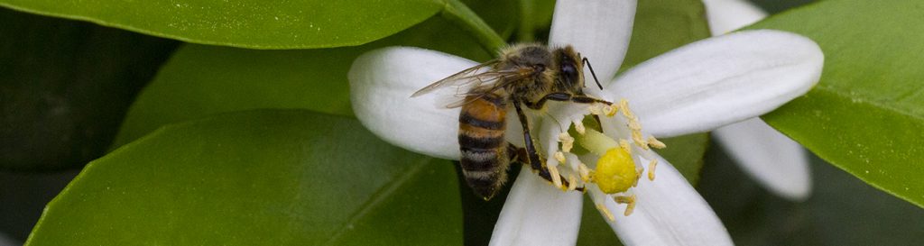 Honey Bees and Swarming: Understanding This Natural Phenomenon - UF/IFAS Extension Volusia County
