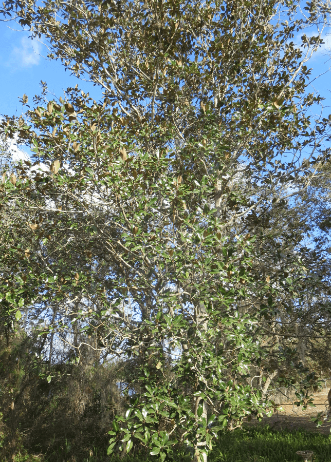 Hurricane-Resistant Trees - UF/IFAS Extension Volusia County