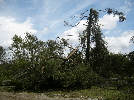 Hurricane-Resistant Trees - UF/IFAS Extension Volusia County