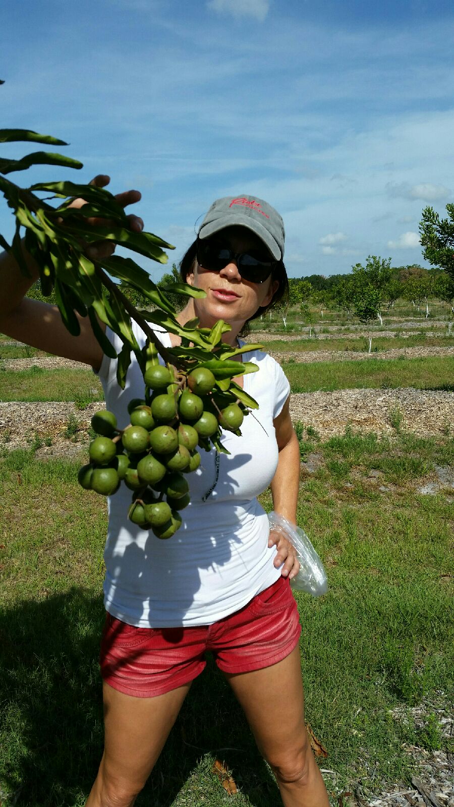 Macadamia as an Alternative Crop for Florida - UF/IFAS Extension ...