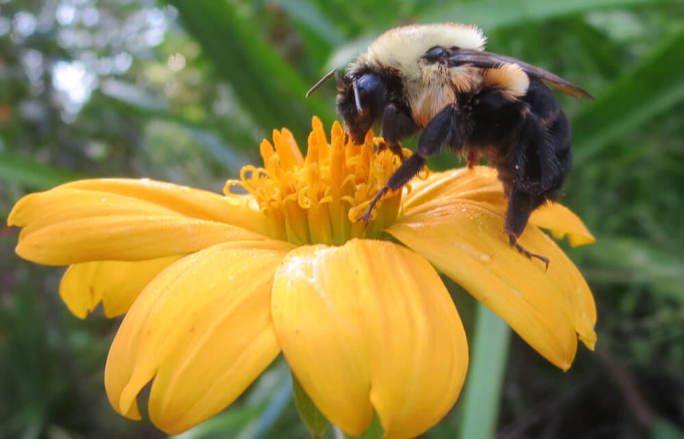 Love Bugs! - UF/IFAS Extension Volusia County