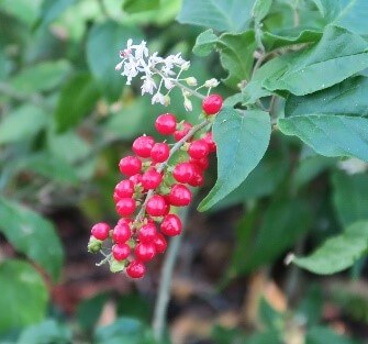 Rouge Plant - UF/IFAS Extension Volusia County