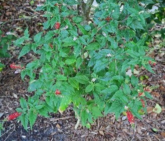 Rouge Plant - UF/IFAS Extension Volusia County