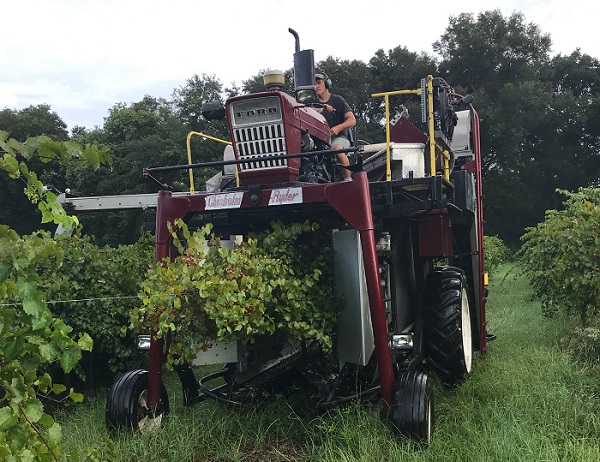 Grape Harvesting in Florida - Autumn Begins - UF/IFAS Extension Volusia ...