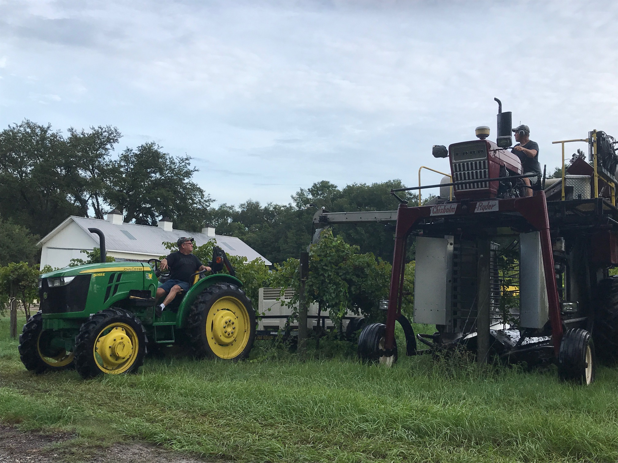 Grape Harvesting in Florida - Autumn Begins - UF/IFAS Extension Volusia ...