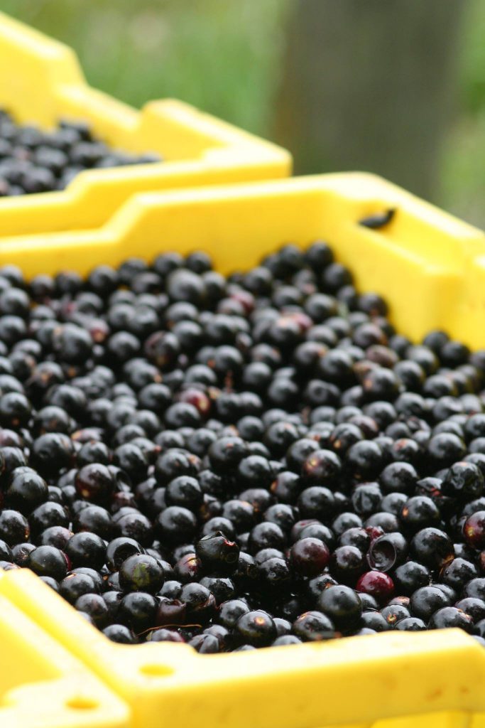 Grape Harvesting in Florida - Autumn Begins - UF/IFAS Extension Volusia ...