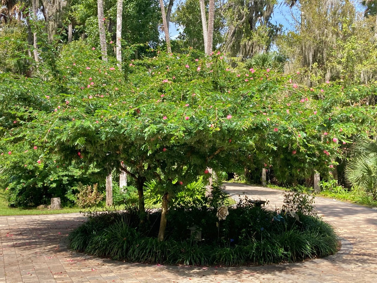 Thorn Bugs (Umbonia crassicornis) -New to New Smyrna Beach (Volusia ...
