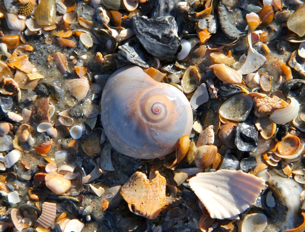 Spooky Sea Life - UF/IFAS Extension Volusia County