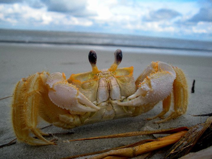 Spooky Sea Life - UF/IFAS Extension Volusia County