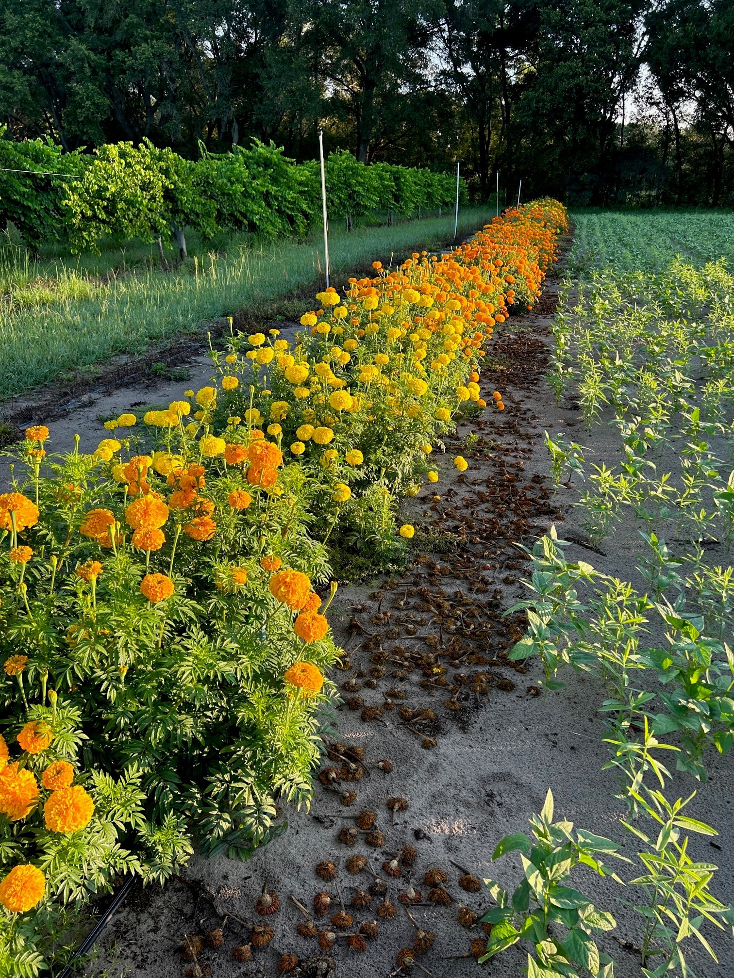 Marigold Field trial in FULL PRODUCTION - UF/IFAS Extension Volusia County