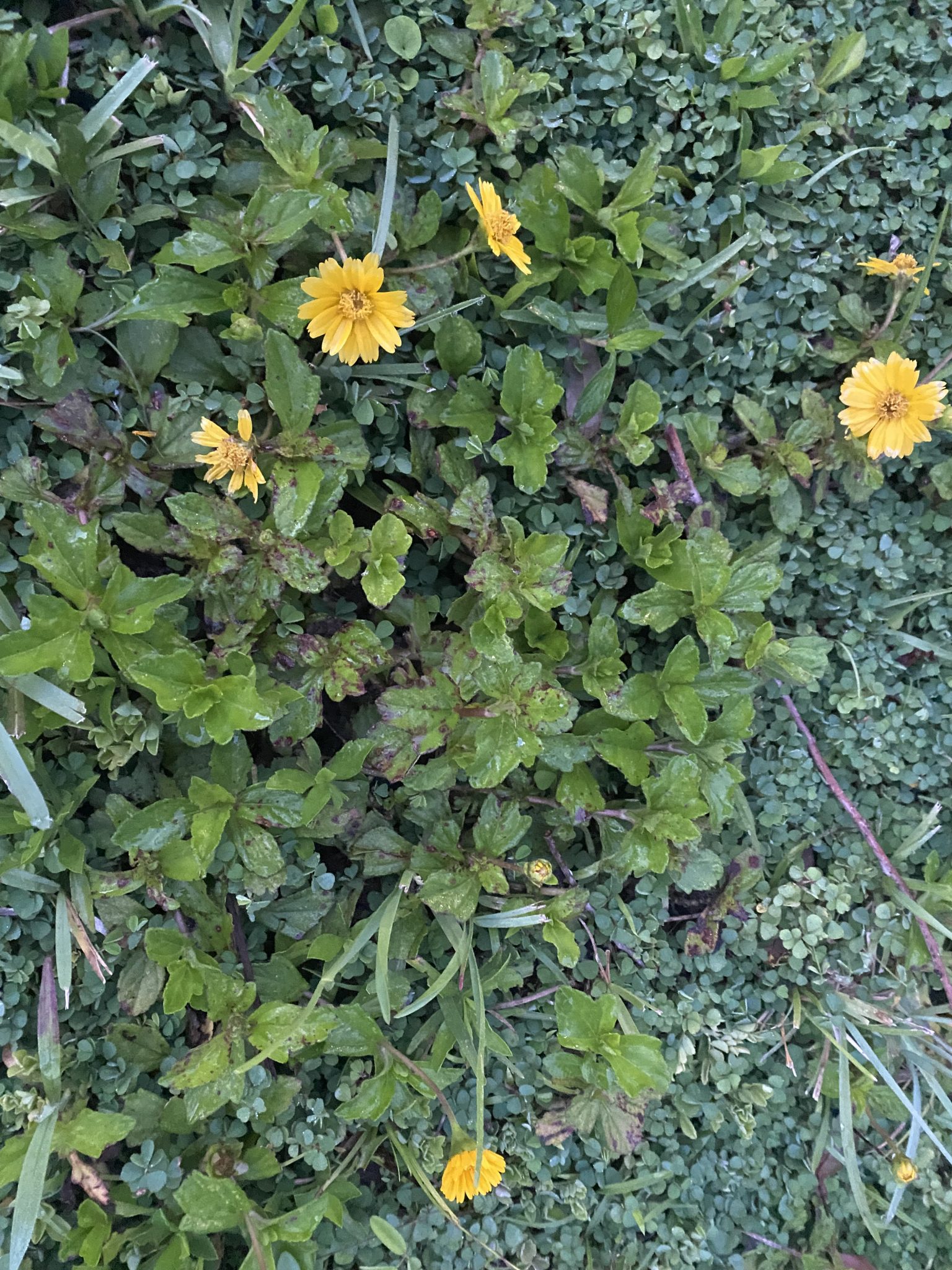 Which is Which? The invasive yellow flower versus the native yellow ...