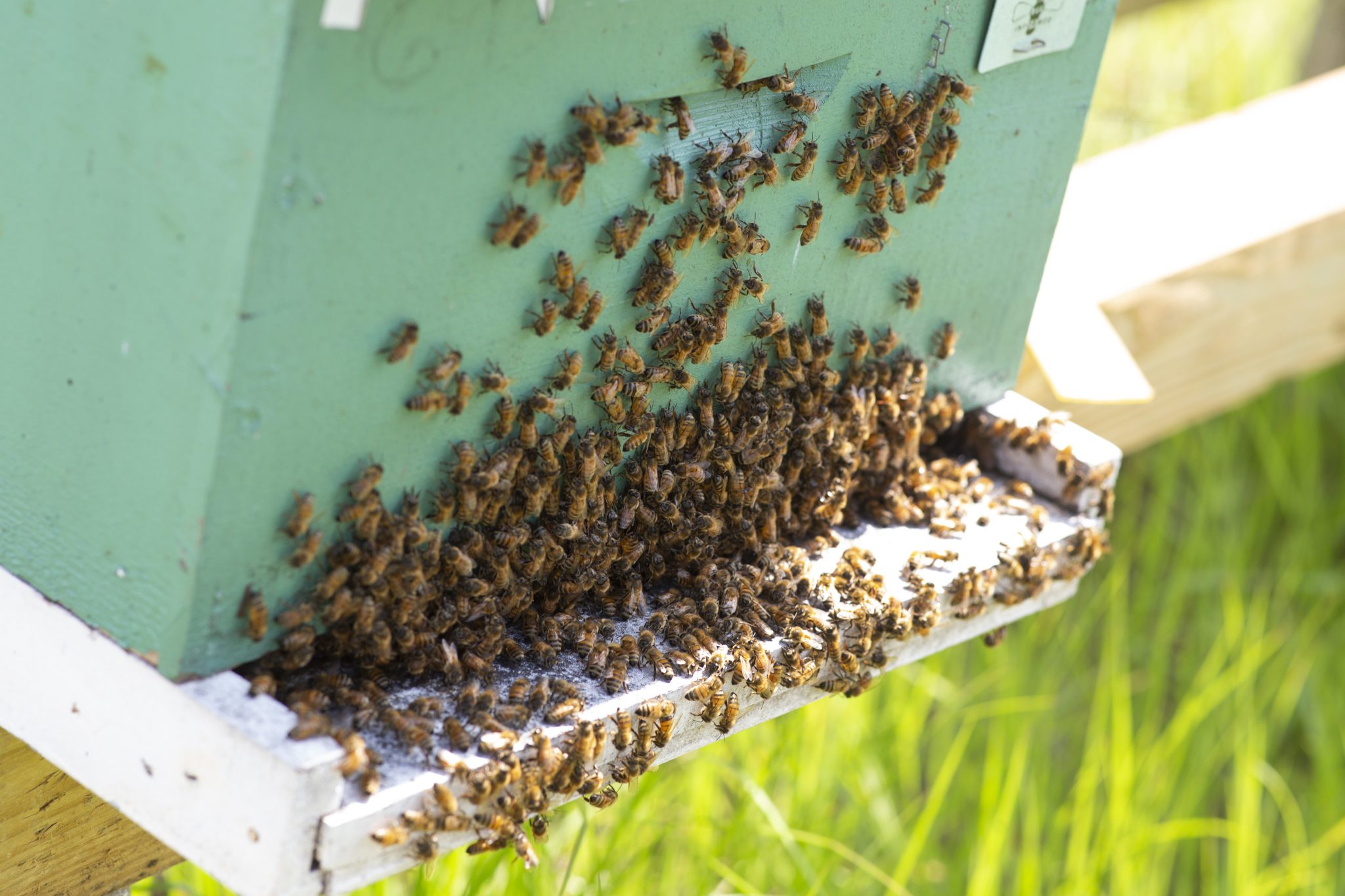 Honey Bees and Swarming: Understanding This Natural Phenomenon - UF ...