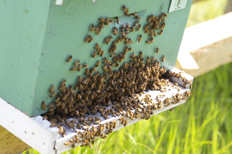 Honey Bees and Swarming: Understanding This Natural Phenomenon - UF/IFAS Extension Volusia County